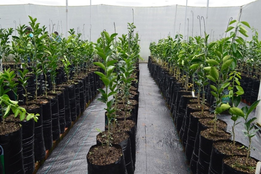 Producción De Semilla De Calidad De Cítricos