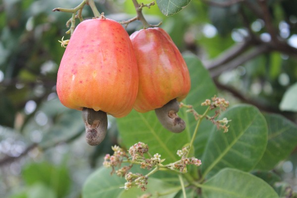 Centro de Investigación Carimagua de AGROSAVIA