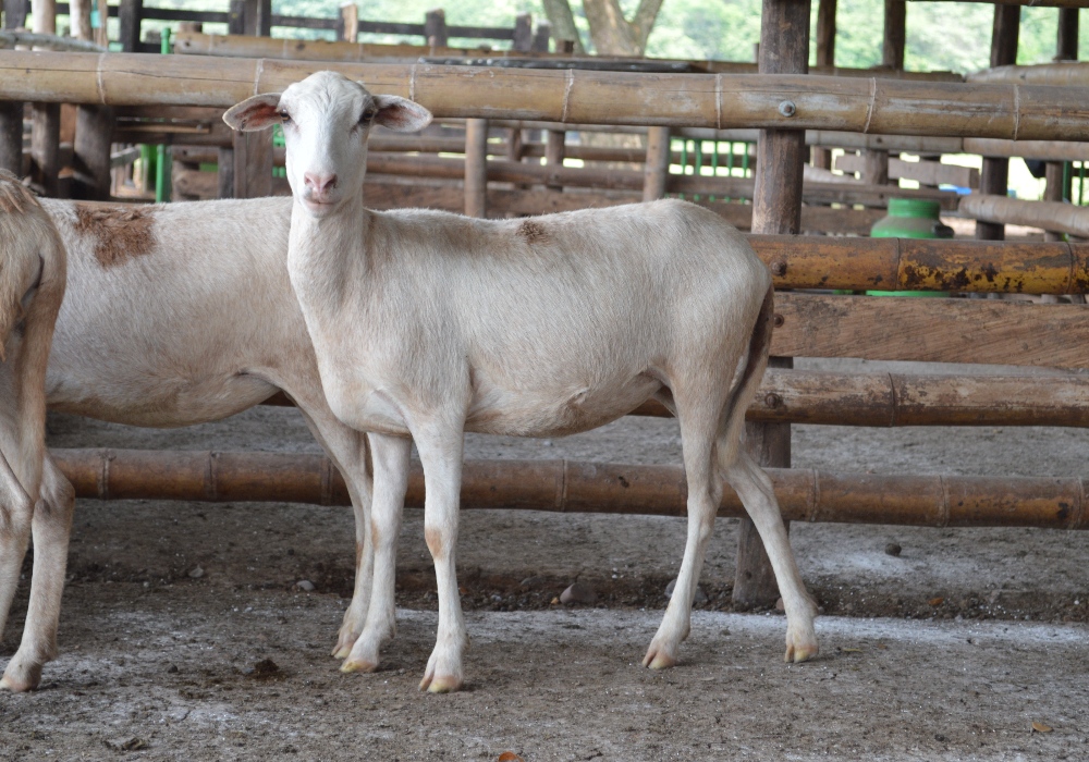 La lana de ovejo y el tejido del pensamiento
