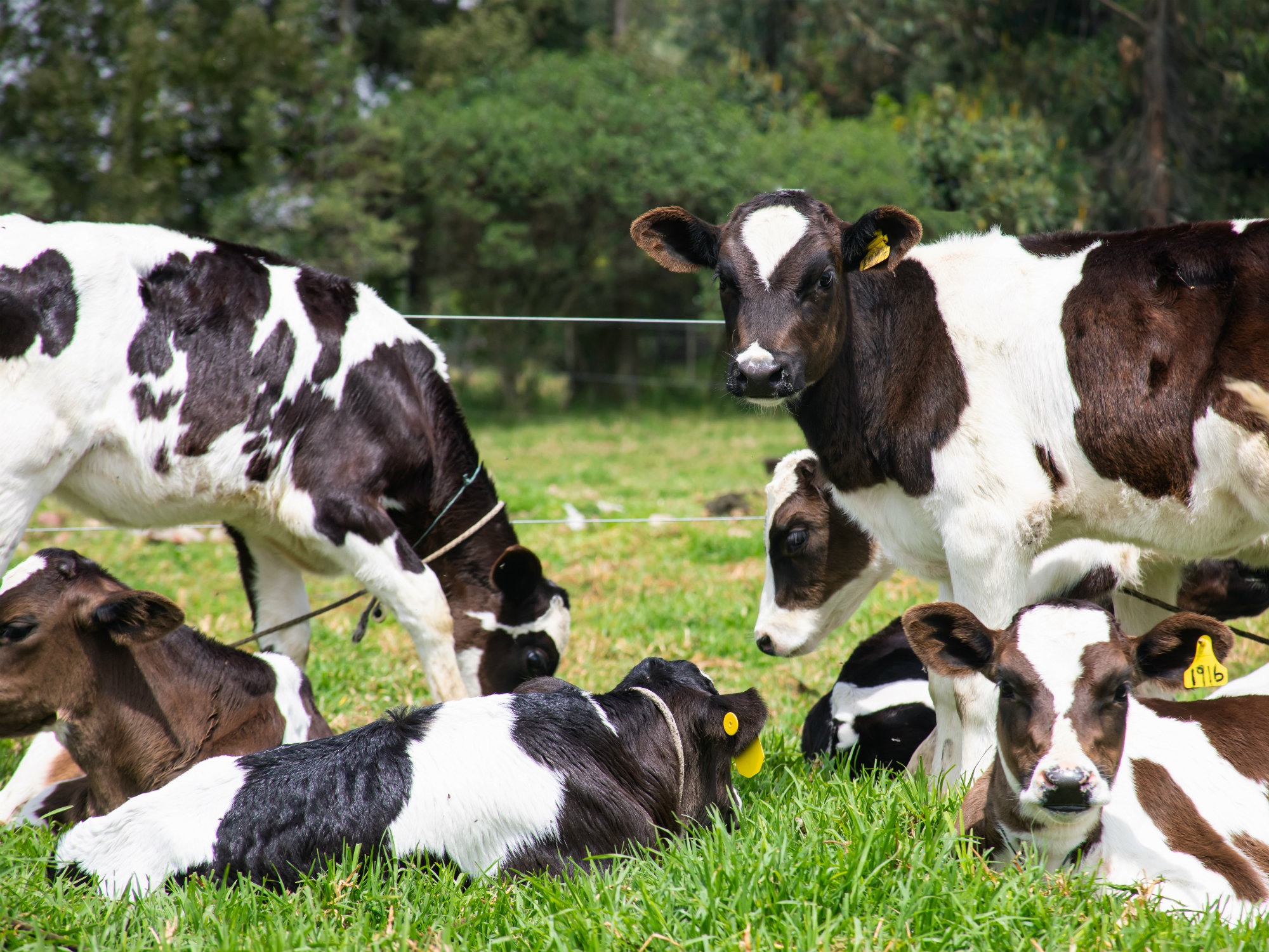 “RUMITEC® único probiótico con microorganismos de razas criollas ...