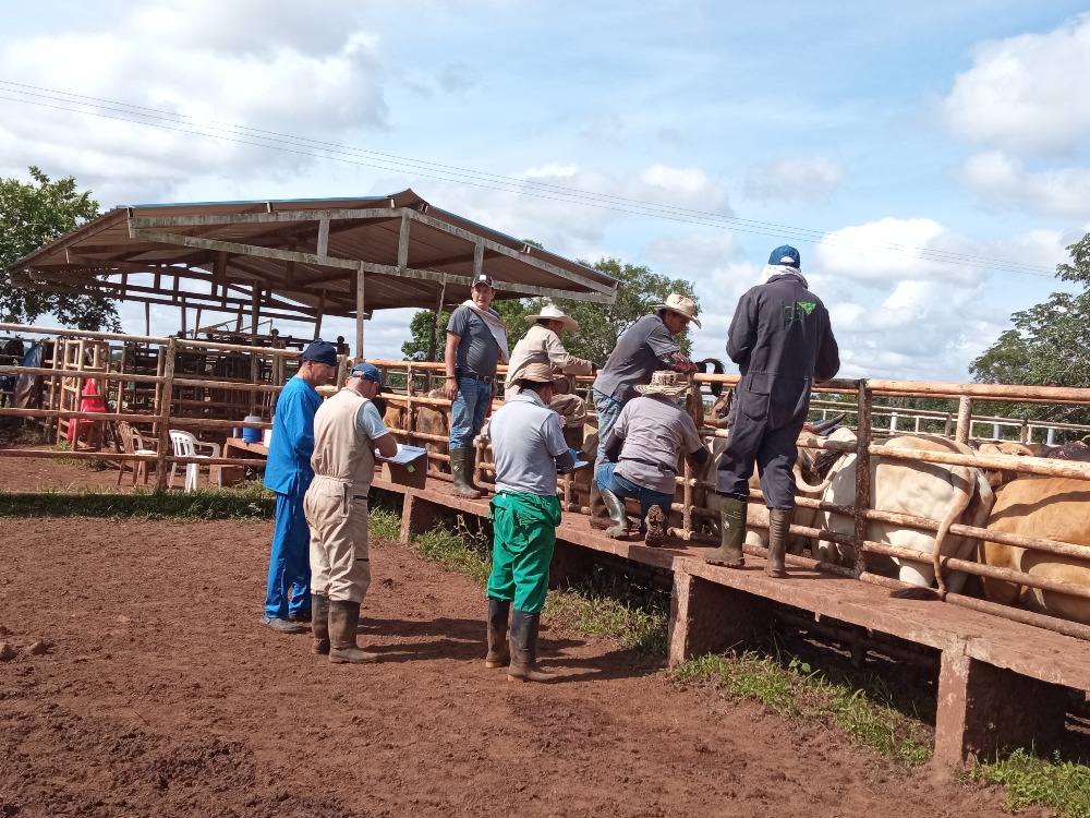 El C.I Carimagua recibe certificación de predio libre de brucelosis