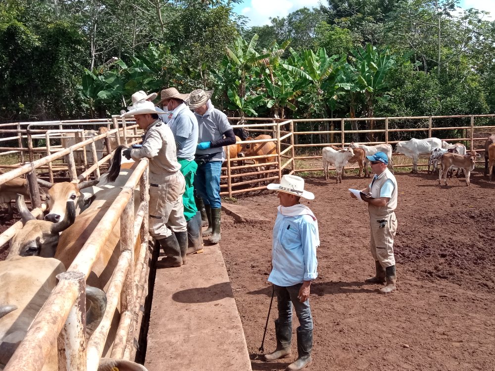 El C.I Carimagua recibe certificación de predio libre de brucelosis