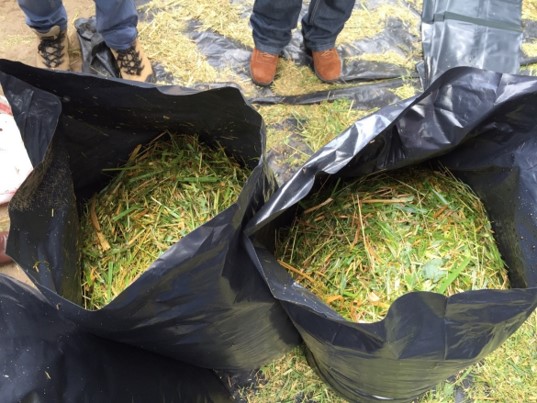 Manejo de pastoreo en el Piedemonte llanero para sistemas intensivos