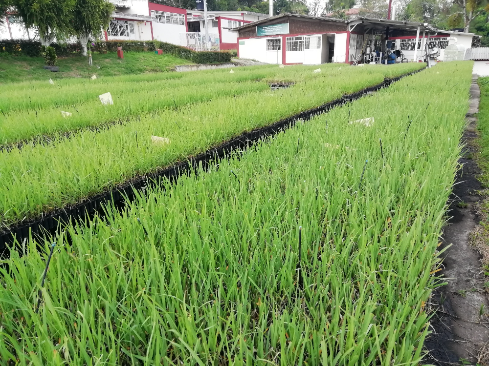 Convocatoria Plan Semilla