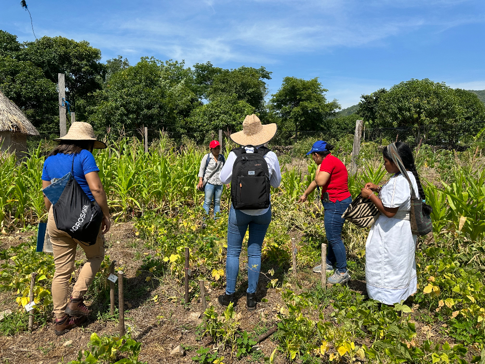 Arhuacos participate in the development of new bean varieties